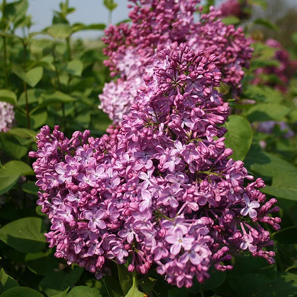 Syringa Katherine Havemeyer - Lilac Tree – Mail Order Trees