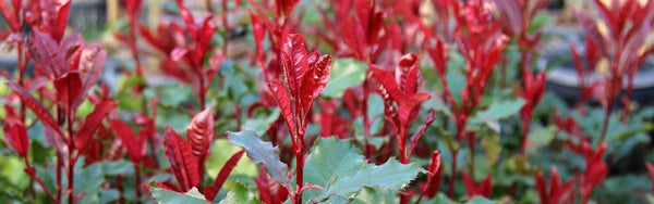 Buy trees, fruit trees, shrubs and gifts from Mail Order Trees